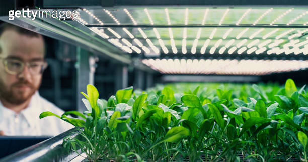 Portrait of an Agricultural Grower Working in a Corridor in a Vertical ...