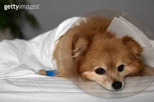 Sad little dog in a veterinary clinic is being treated for a disease ...