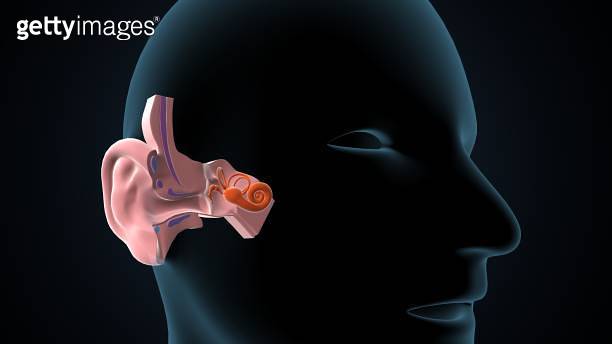human ear drum and cochlea anatomy. 3d illustration 이미지 (2081315238 ...