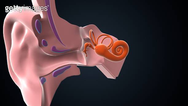 human ear drum and cochlea anatomy. 3d illustration 이미지 (2081319622 ...
