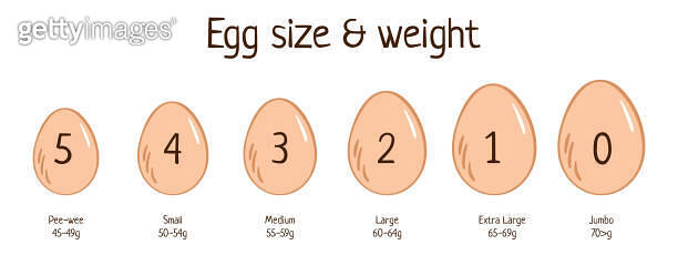 Egg size and weight. Infographic illustration of comparison of egg size ...