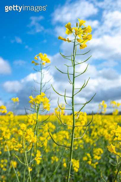 Yellow rapeseed field against blue sky background. Blooming canola ...