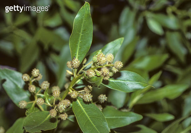 Conocarpus erectus, commonly called buttonwood or button mangrove, is a ...