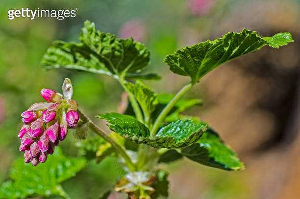 Ribes nevadense (sometimes spelled R. nevadaense) is a species of ...