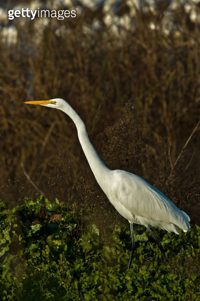 The Great Egret (Ardea alba), also known as Great White Egret, Common ...