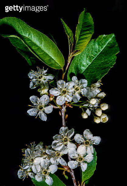 Prunus pensylvanica, also known as bird cherry, fire cherry, pin cherry ...