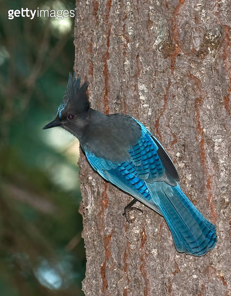 Steller's Jay, Cyanocitta stelleri; Chester, California; Family ...