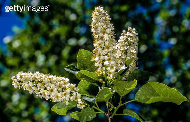 Prunus virginiana, commonly called bitter-berry, chokecherry, Virginia ...