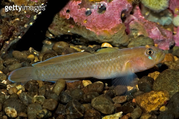 Blackeye Goby, bluespot goby, and crested goby, Rhinogobiops nicholsii ...