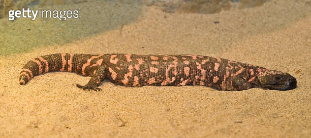 The Gila Monster, Heloderma suspectum, is a species of venomous lizard ...
