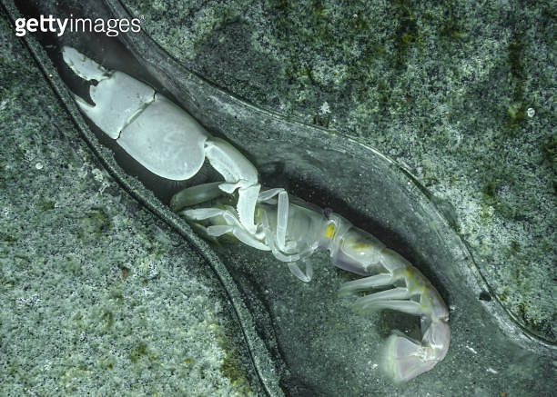 Neotrypaea californiensis (formerly Callianassa californiensis), the ...