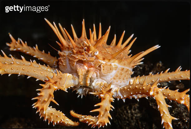 Paralithodes rathbuni, the spiny king crab or California king crab, is ...