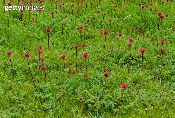 Prickly Bur, buzzy burr or greater burnet,, Acaena magellanica, Teirra ...