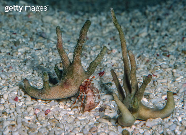 The staghorn hermit crab (Manucomplanus varians). Instead of an ...