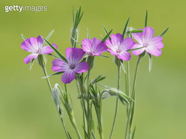 Corn cockle plant with pink flower, Agrostemma githago 이미지 (1929978740 ...