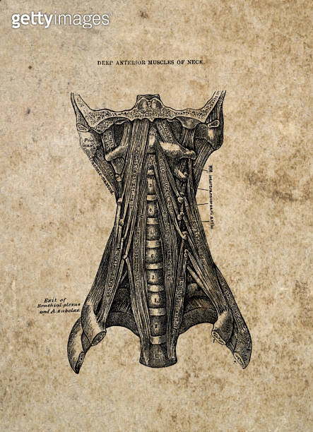 Anatomy, Deep anterior muscle of the neck, Vintage Biomedical ...