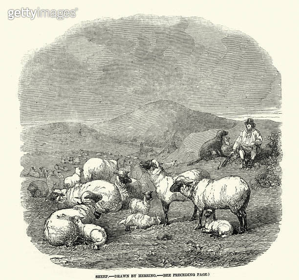 Shepherd and his flock of sheep and lambs, Victorian agriculture, 19th ...