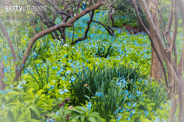 Lush Spring Foliage in Central Park New York City 이미지 (2158118196) - 게티 ...