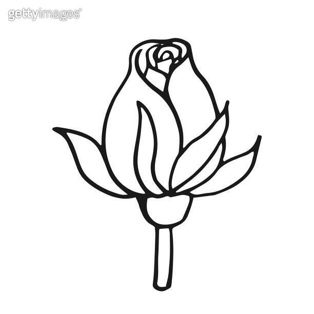 Rose blossom, buds. Hand drawn vector illustration in outline style ...
