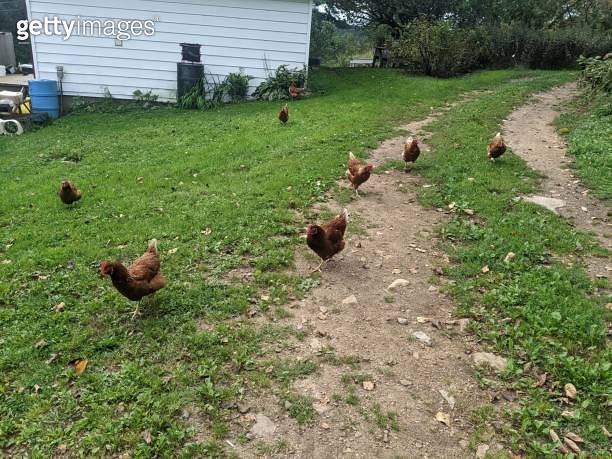 Red Sex Link Chickens On The Grass 이미지 2058409762 게티이미지뱅크