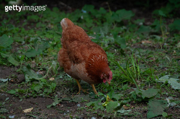 Red Sex Link Chicken Pecking In The Grass 이미지 2058411369 게티이미지뱅크
