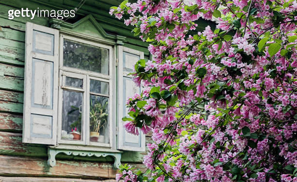 Blossoming Lilac Bush by Rustic Wooden House in Spring 이미지 (2151362704 ...