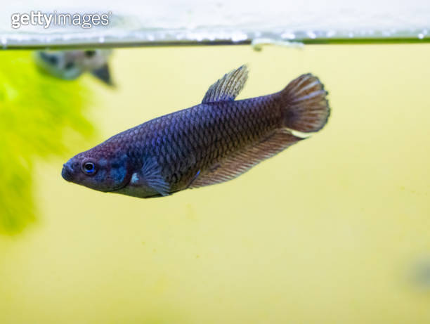 Macro of a Female Siamese fighting fish in a home aquarium Beta fish ...