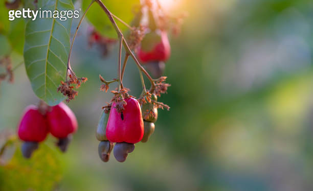 Cashew fruit hanging on Anacardium Occidentale trees. Healthy food from ...