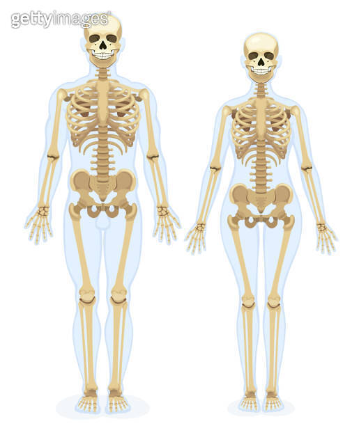 Human skeleton. Front view. Male and Female Skeleton. (1959570042) - 게티 ...