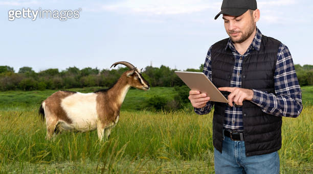 Smart and wireless technology in agriculture. Man farmer using digital ...