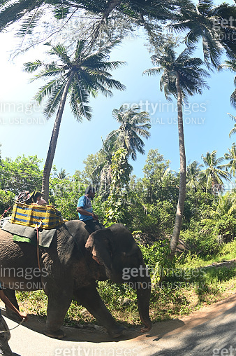 Mahout and elephant Service to take tourists to sit on the back of an ...