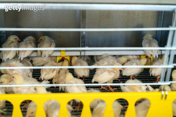 Dekalb White chicks in cage in a poultry farm. 이미지 (2162669733) - 게티이미지뱅크