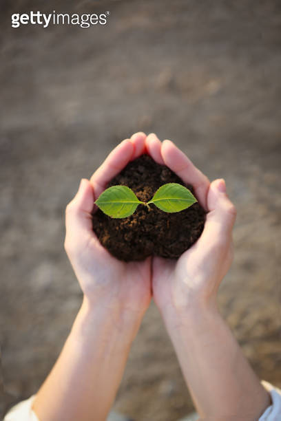 Green plant sprout leaves with heart-shaped soil and seeds growing in ...