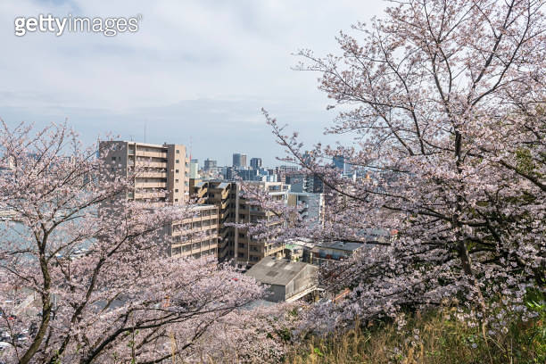 pink cherry blossom with buildings and city view at spring, Fukuoka 이미지 ...