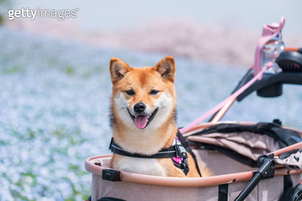 shiba inu portrait with blur nemophila and sakura blossom 이미지 ...