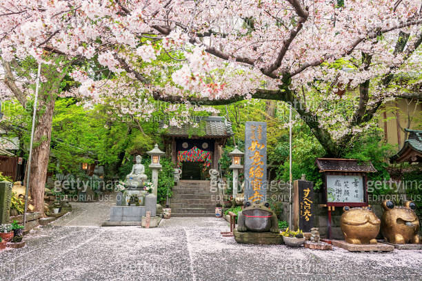 frog statues with cherry blossom at Nyoirinji Temple, Ogori, Japan ...