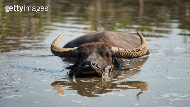 Thai water buffalo float and swim on swamp with reflection 이미지 ...