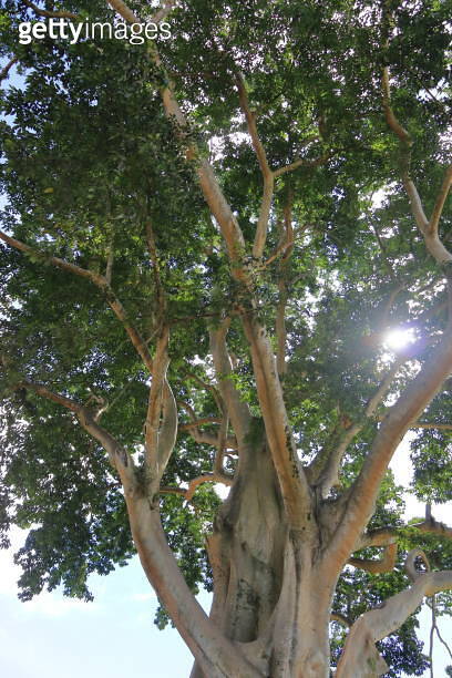 Large Banyan ancient tree in Kayu Putih, Baru Village, Marga District ...
