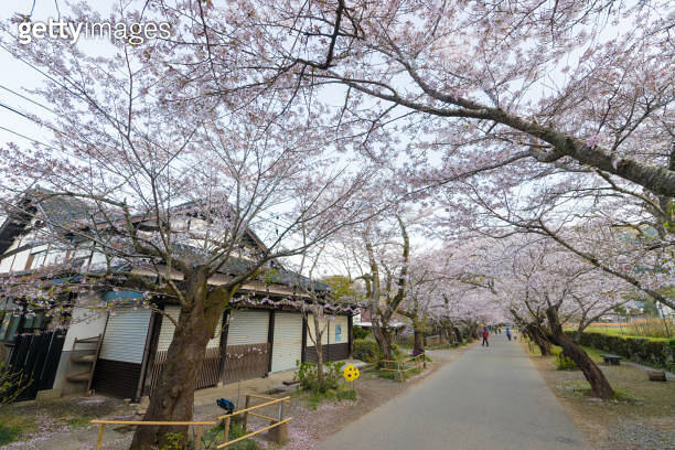 Cherry blossom trees at the ruins of Akizuki Castle (Asakura City ...