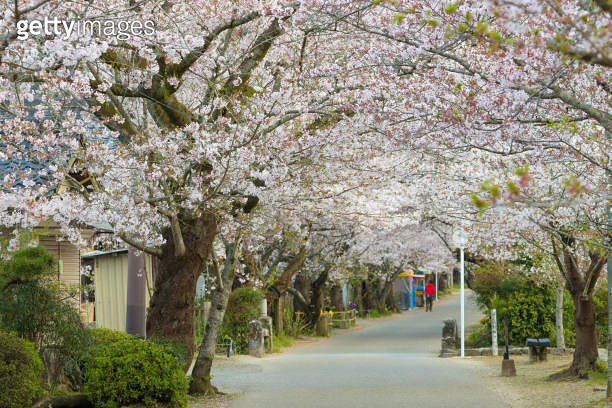 Cherry blossom trees at the ruins of Akizuki Castle (Asakura City ...