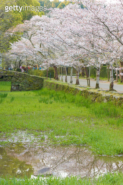 Cherry blossom trees at the ruins of Akizuki Castle (Asakura City ...