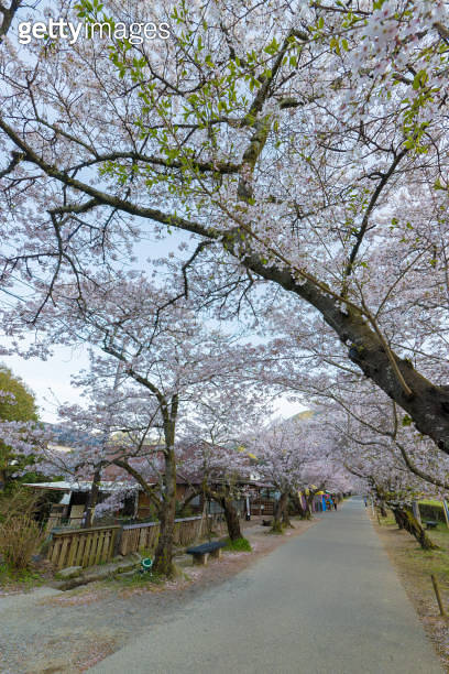 Cherry blossom trees at the ruins of Akizuki Castle (Asakura City ...