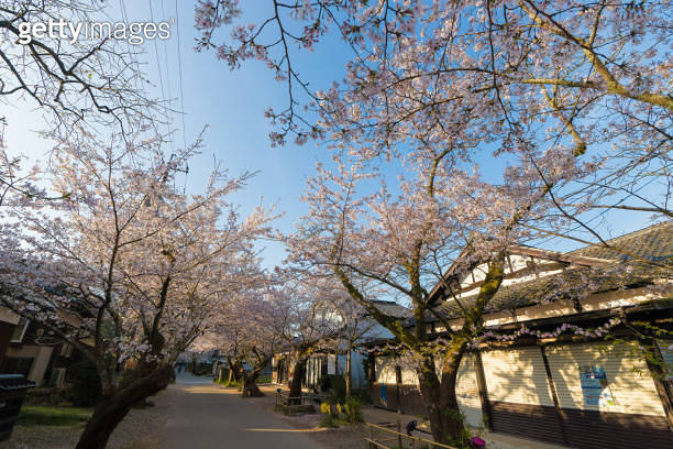 Cherry blossom trees at the ruins of Akizuki Castle (Asakura City ...