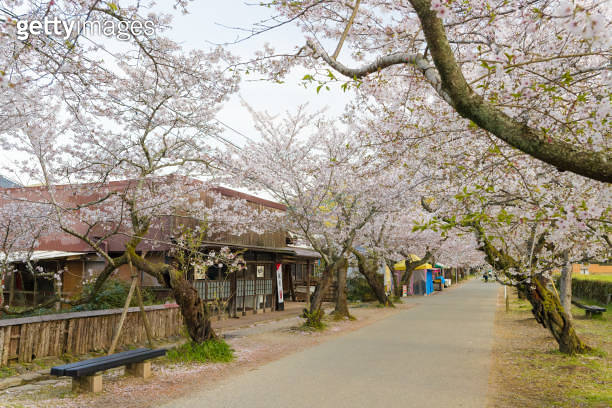 Cherry blossom trees at the ruins of Akizuki Castle (Asakura City ...