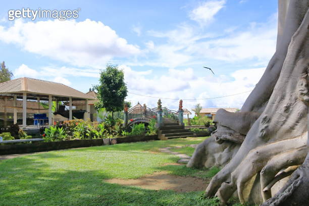 Large Banyan ancient tree in Kayu Putih, Baru Village, Marga District ...