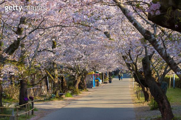 Cherry blossom trees at the ruins of Akizuki Castle (Asakura City ...