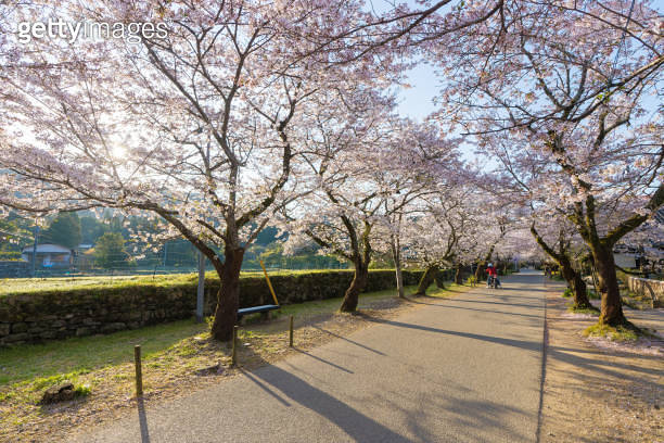 Cherry blossom trees at the ruins of Akizuki Castle (Asakura City ...