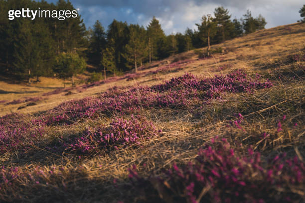 Lilac flowers of blooming heather in pine forests in spring, beauty of ...