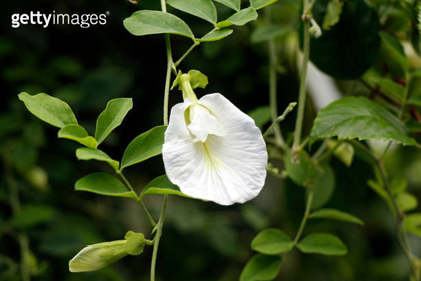 Clitoria ternatea, commonly known as Asian pigeonwings, bluebellvine ...
