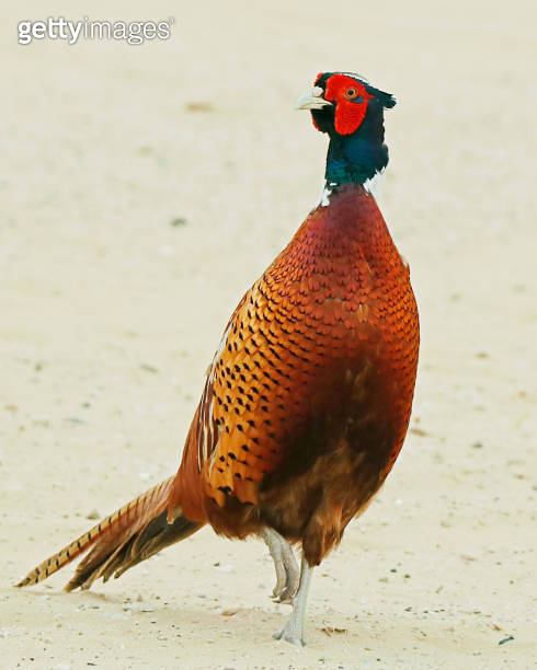 Phasianus, Pheasants are birds of several genera within the family ...